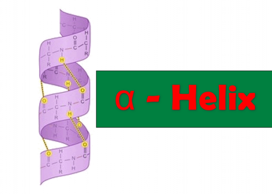 Secondary structure of Proteins: Structure, Types and Functions