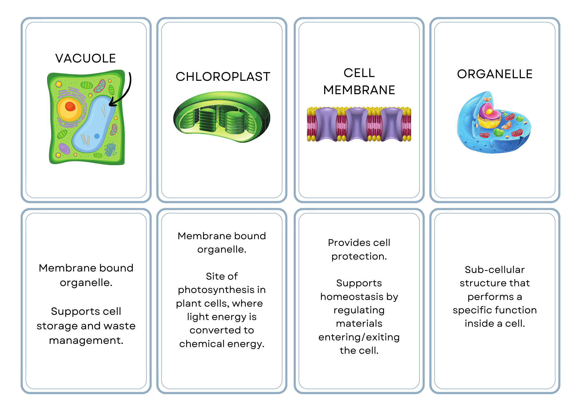 Cell: Cell organells - Structure adn its Function