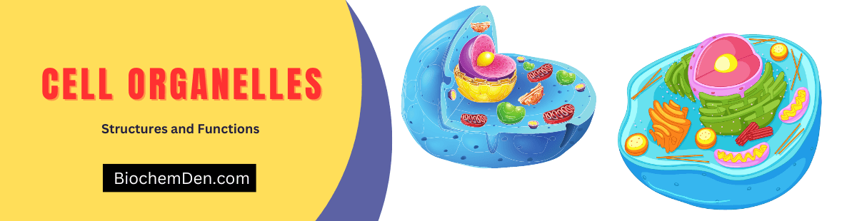 Cell: Cell organells - Structure adn its Function