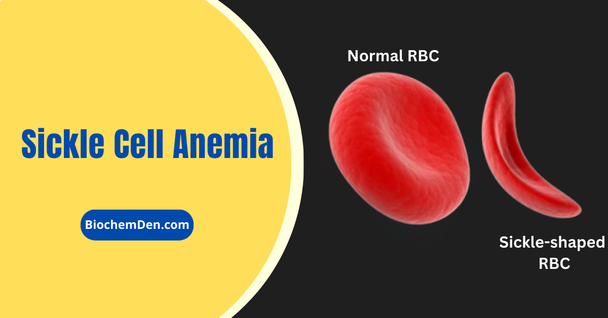 Understanding Blood Groups: Types, Inheritance & Compatibility