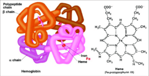 Hemoglobin: Structure, Function and its Properties