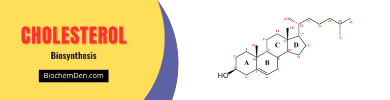 Cholesterol Synthesis: How Our Body Makes it and Regulates?