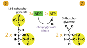 Glycolysis - Glucose Catabolic Pathway