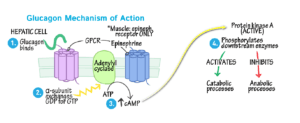 Glucagon Hormone: Structure, Functions, and its Regulation