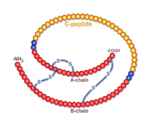 Insulin: Structure, Types of Insulin, Functions and guide