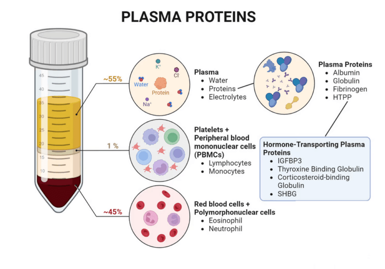 Plasma Proteins: Types and Functions (Basic Notes)