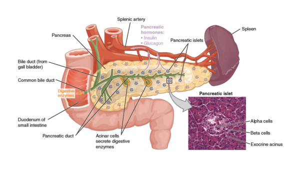 Peptide hormones: Pancreatic secretions - 1