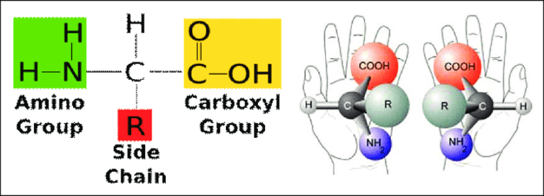 Chirality of Amino Acids: Enantiomers, Importance in Biology