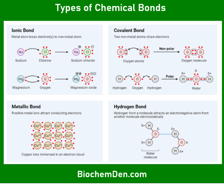 Chemical Bonding in Biomolecules: The Foundation of Life