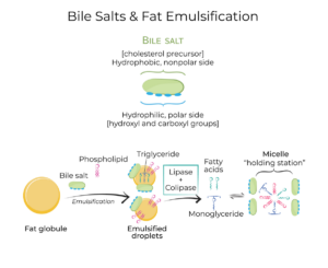 Lipid Metabolism: Pathways, Regulation & Disorders