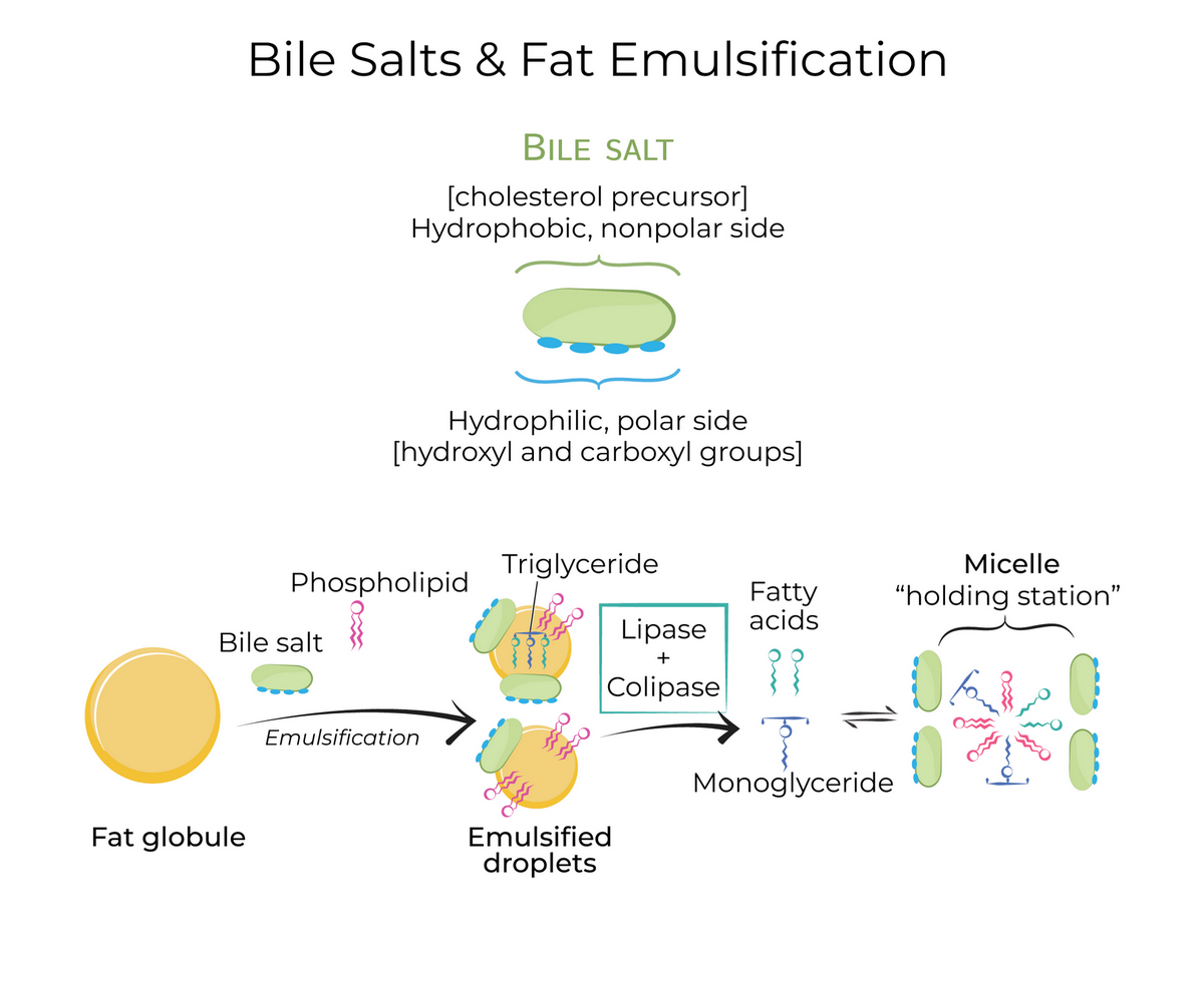 Lipid Metabolism: Pathways, Regulation & Disorders